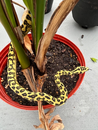 Jungle Jaguar Jungle Carpet Python by Beachside Exotics