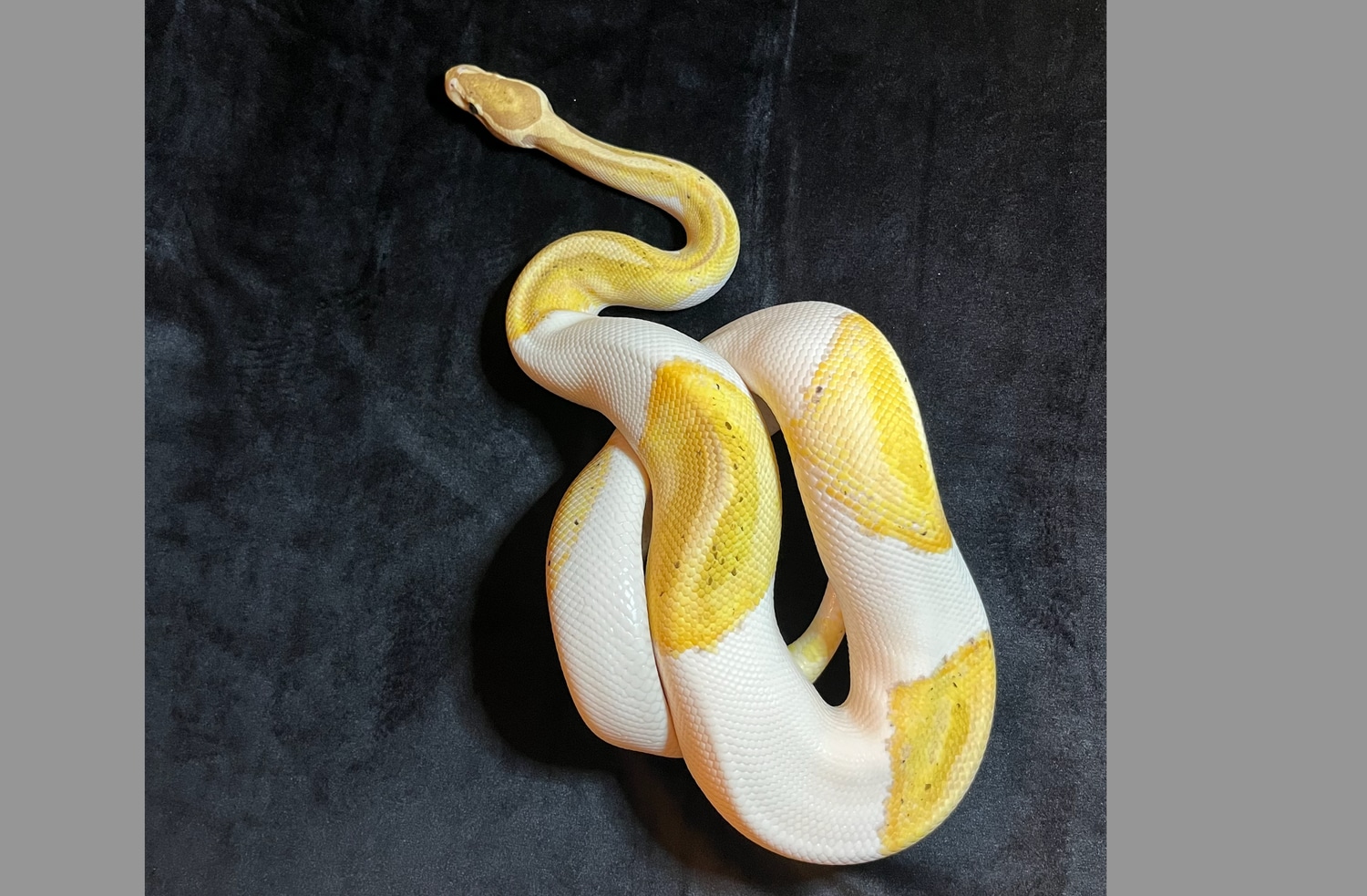 Banana Piebald RTB Ball Python by Trott Reptiles - MorphMarket
