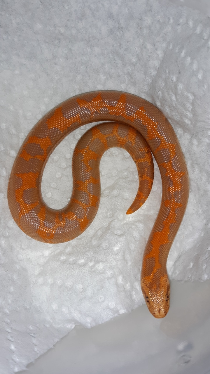 Albino Sand Boa, 66% Het Anery Kenyan Sand Boa by Fehr Snakes - MorphMarket