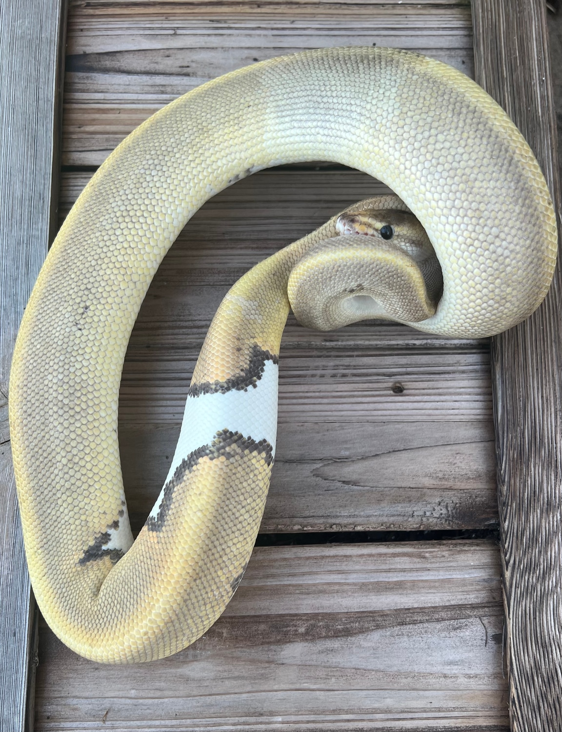 Black Pastel Champagne Ball Python by High Line Reptiles - MorphMarket