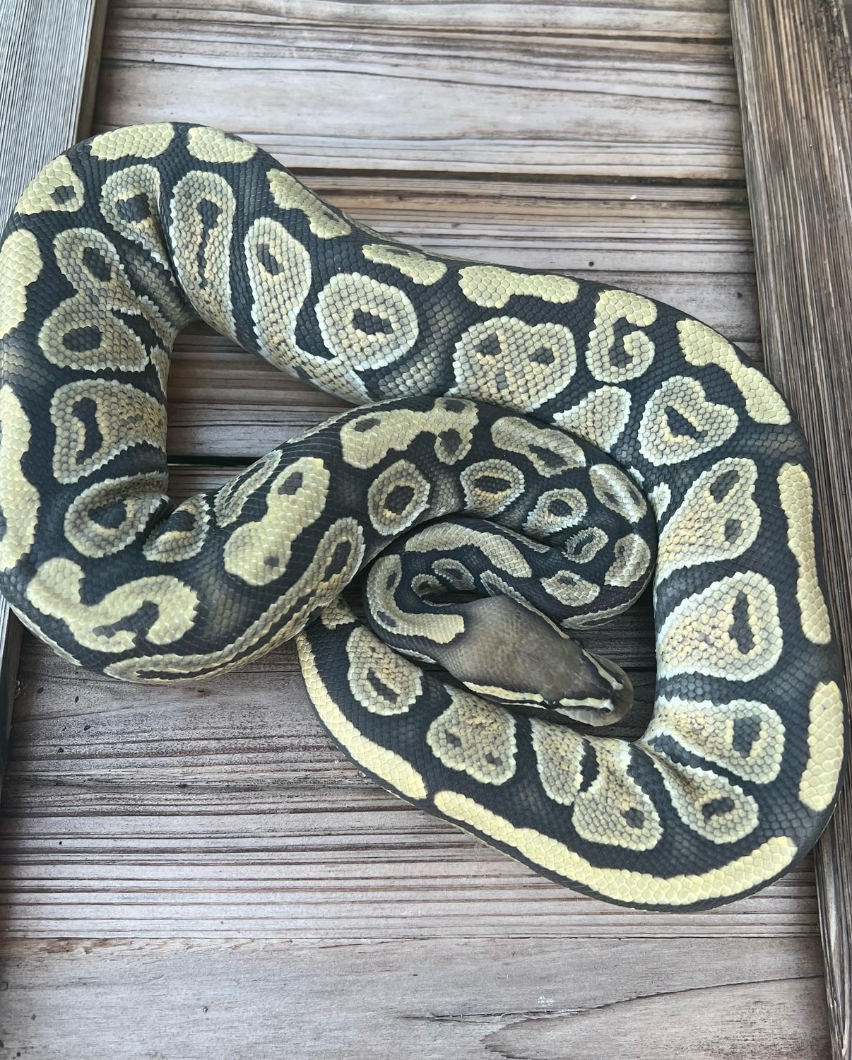 Hypo Ball Python by High Line Reptiles - MorphMarket