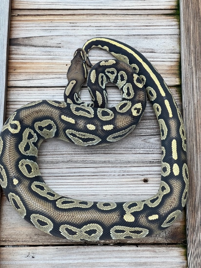 Blackhead Hypo Ball Python by High Line Reptiles