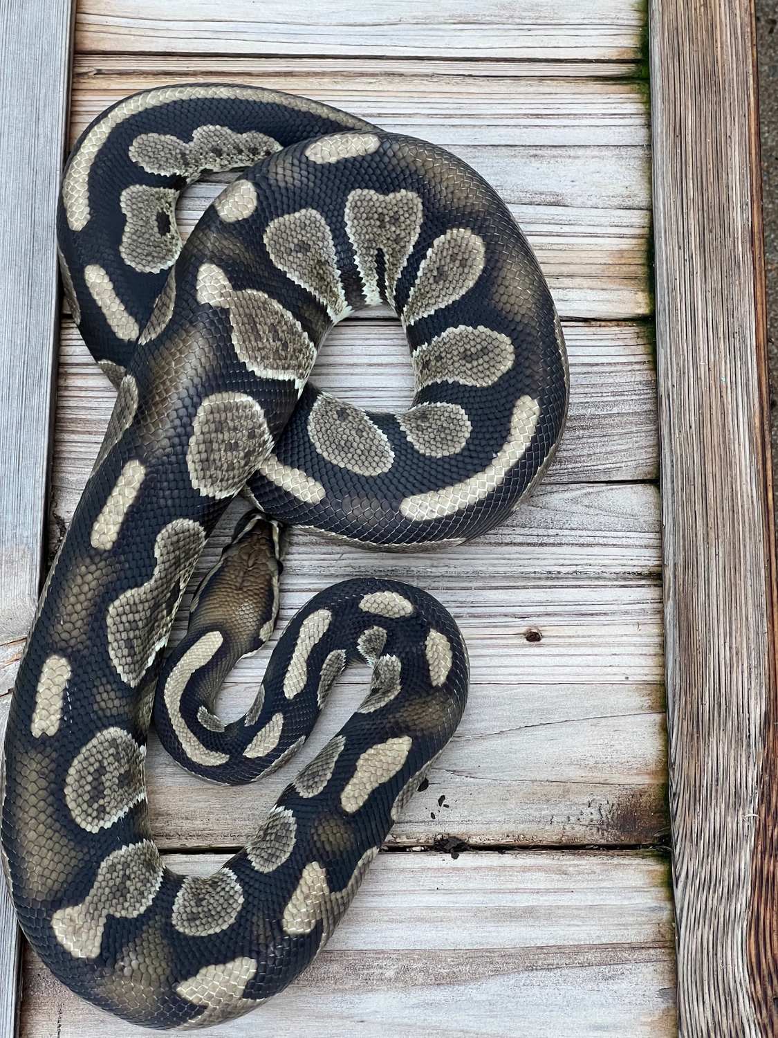 Chocolate 100% Het Hypo Ball Python by High Line Reptiles - MorphMarket