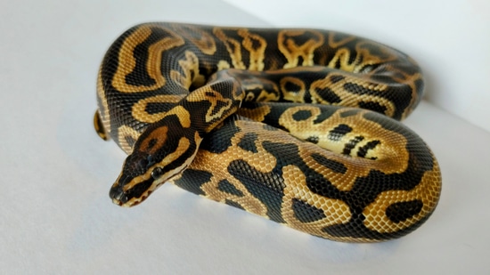 Leopard, 100% Het Pied, Possible Het VPI Ball Python by Turbo Bros Ball ...