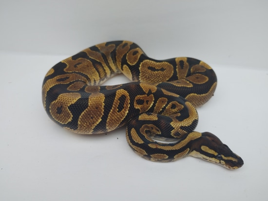Fire Leopard Possible Yellow Belly Ball Python by Turbo Bros Ball Pythons