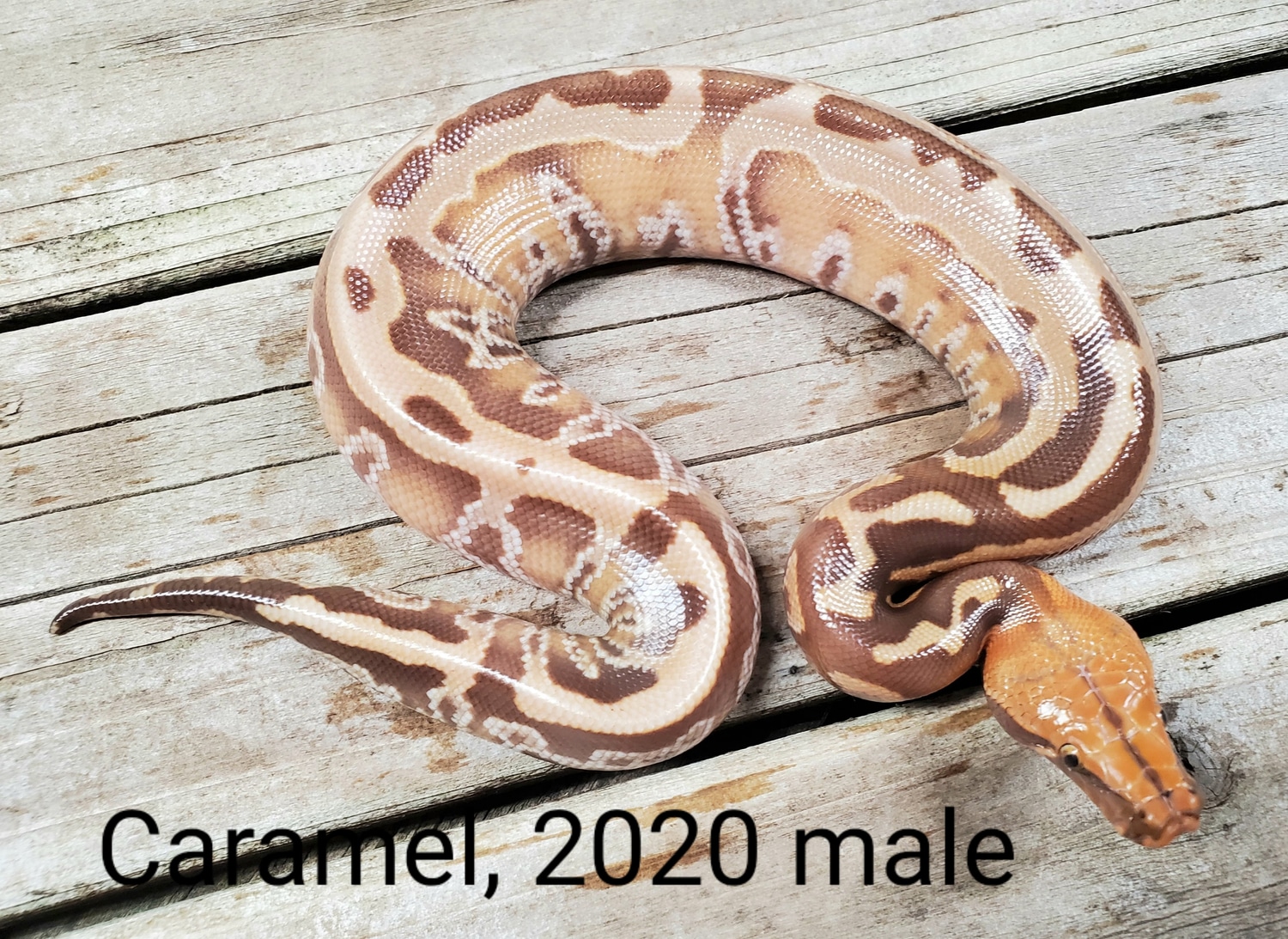Caramel Sumatrans Sumatran Short-tailed Python by Selective Origins ...