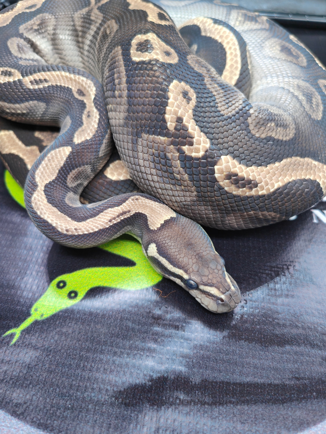 Mojave Ghi Ready To Breed Ball Python by AKA Constrictor Creations ...