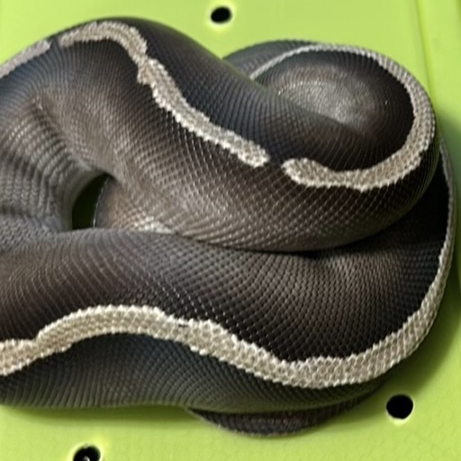 GHI Mojave *Free Shipping!* Ball Python by Mud Cow Pythons