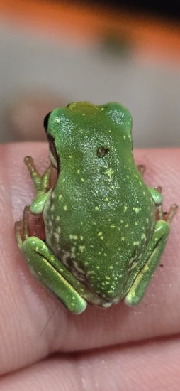 Blue Phase Super Snowflake White's Tree Frog by Wildlings Exotics