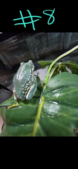 Blue Phase High Expression Snowflakes White's Tree Frog by Wildlings ...