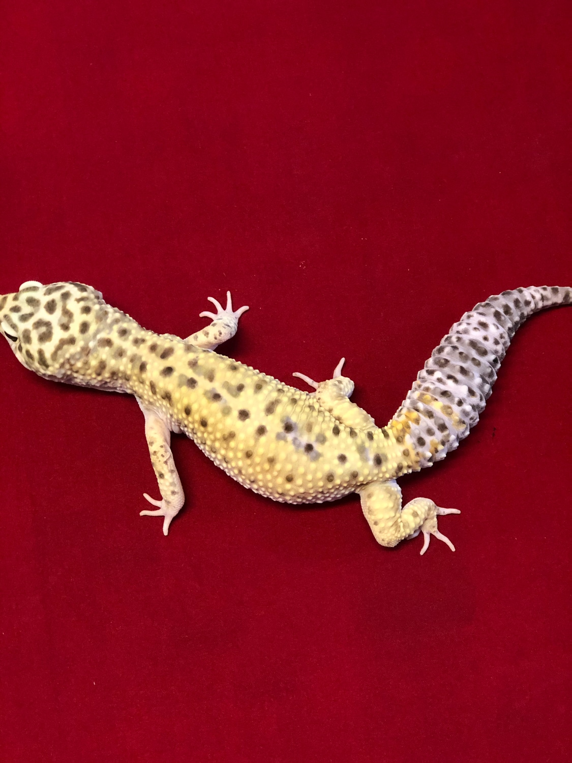 Giant Hypo Het Raptor Leopard Gecko by Muddywater Reptiles - MorphMarket