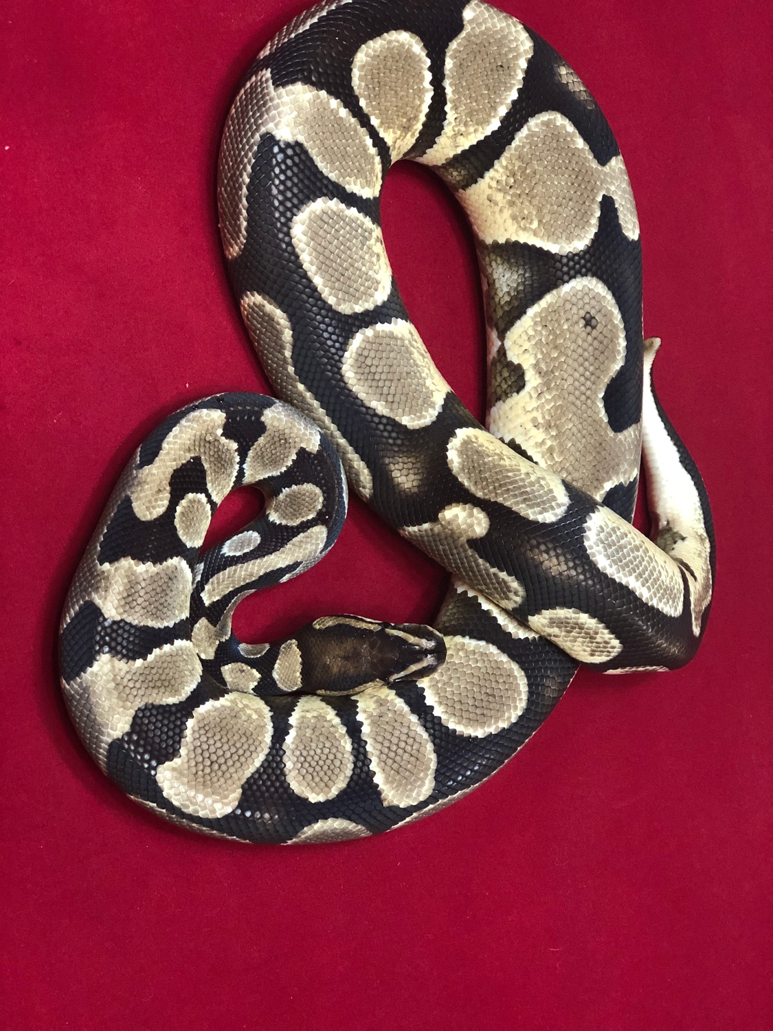 Orange Dream Yellow Belly Ball Python by Muddywater Reptiles - MorphMarket