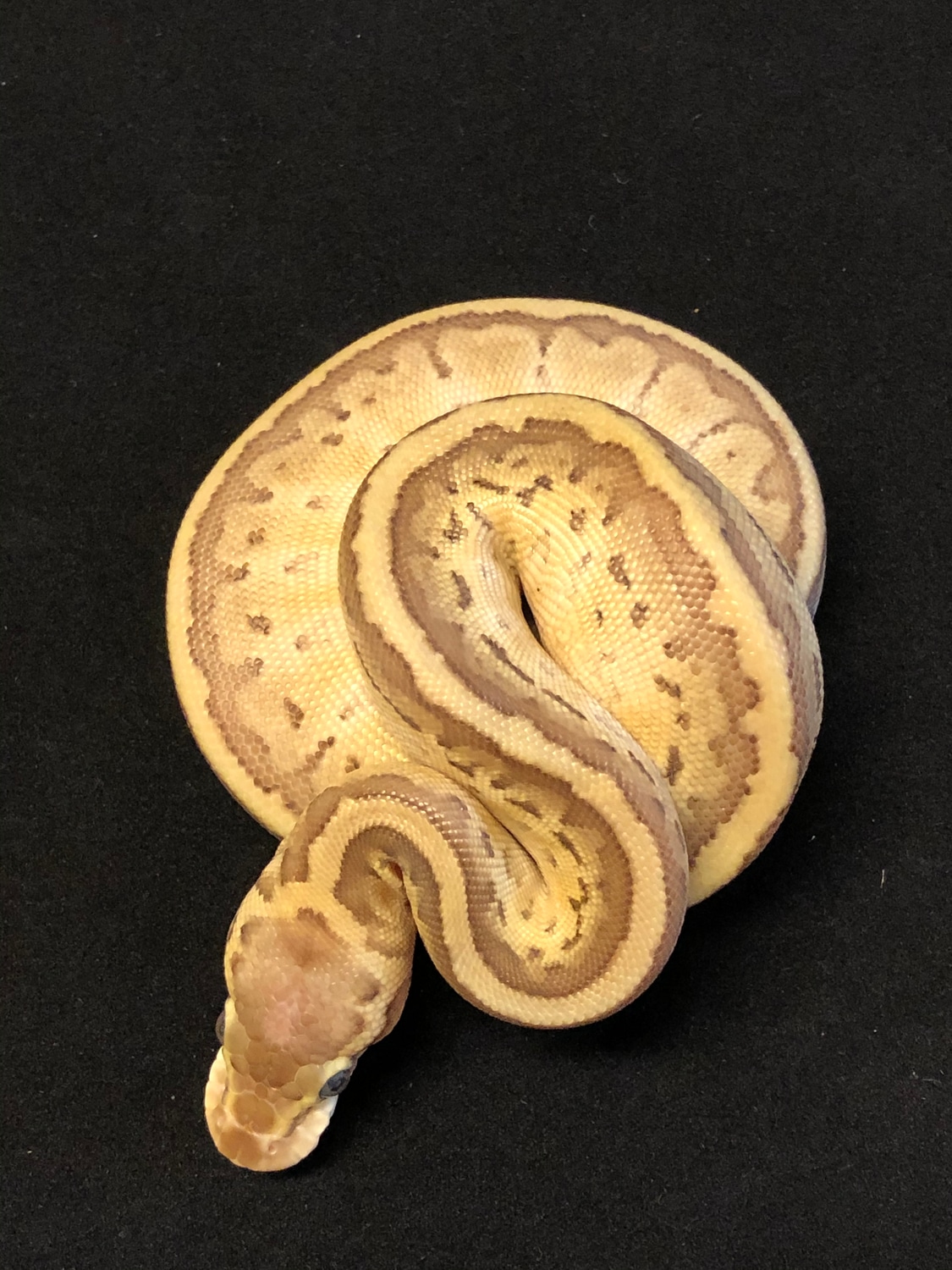 Black Pastel Kingpin Ball Python by Muddywater Reptiles - MorphMarket