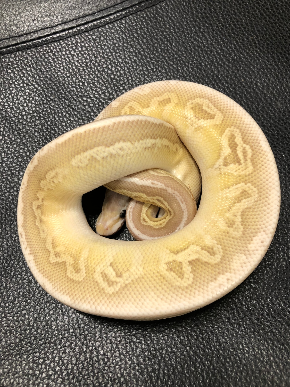 Black Pewter Banana Ball Python by Muddywater Reptiles - MorphMarket