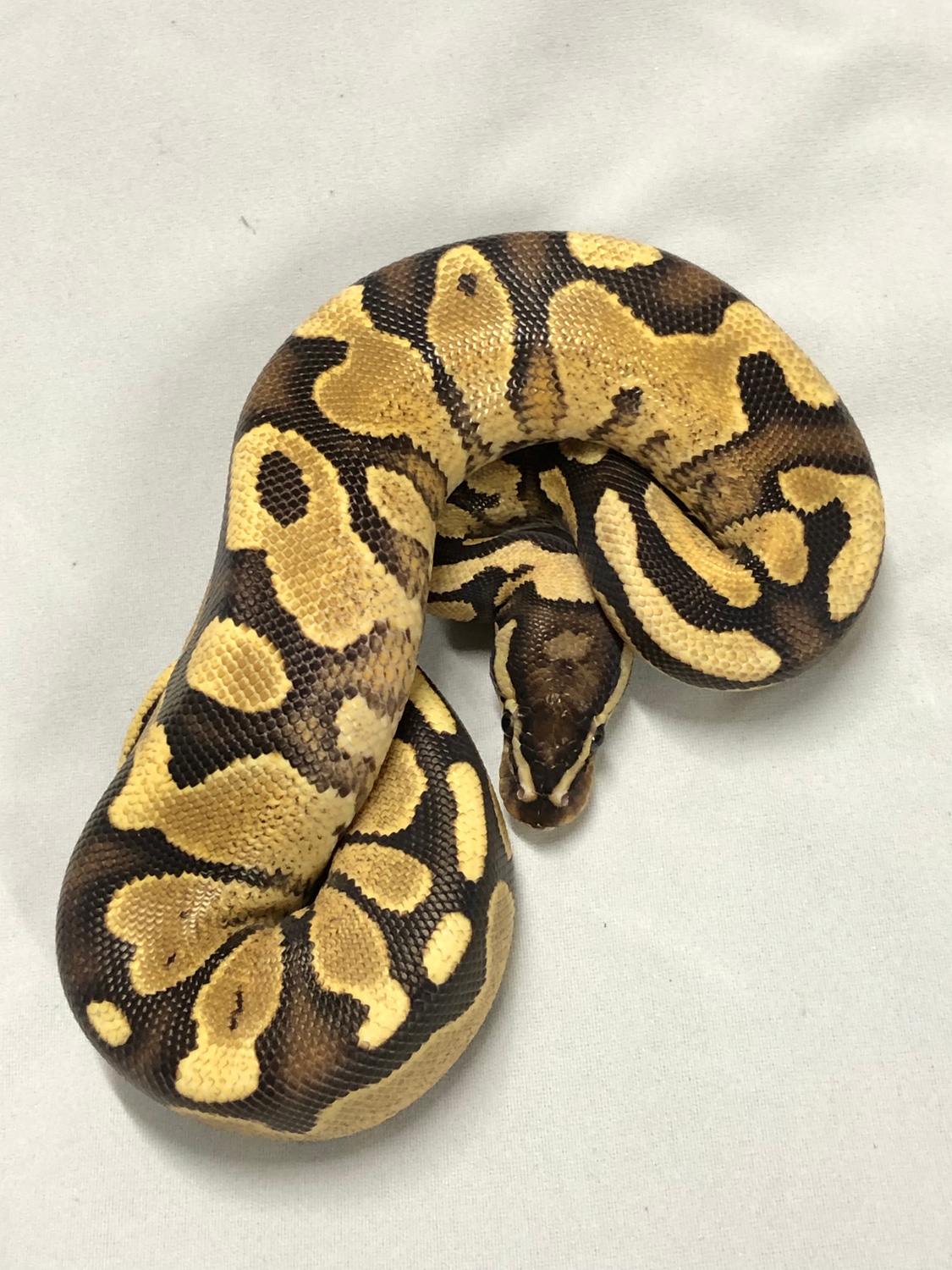 Fire Yellow Belly Ball Python by Muddywater Reptiles - MorphMarket
