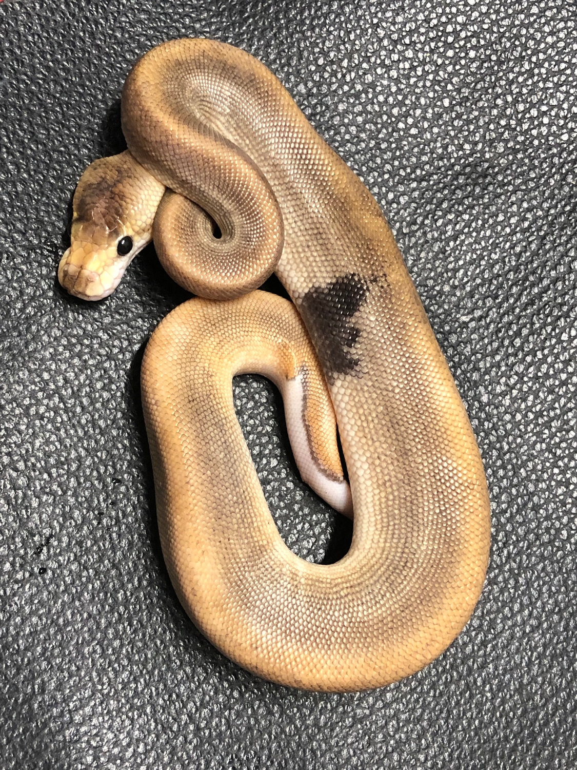 Champagne Cinnamon Paradox Ball Python by Muddywater Reptiles - MorphMarket