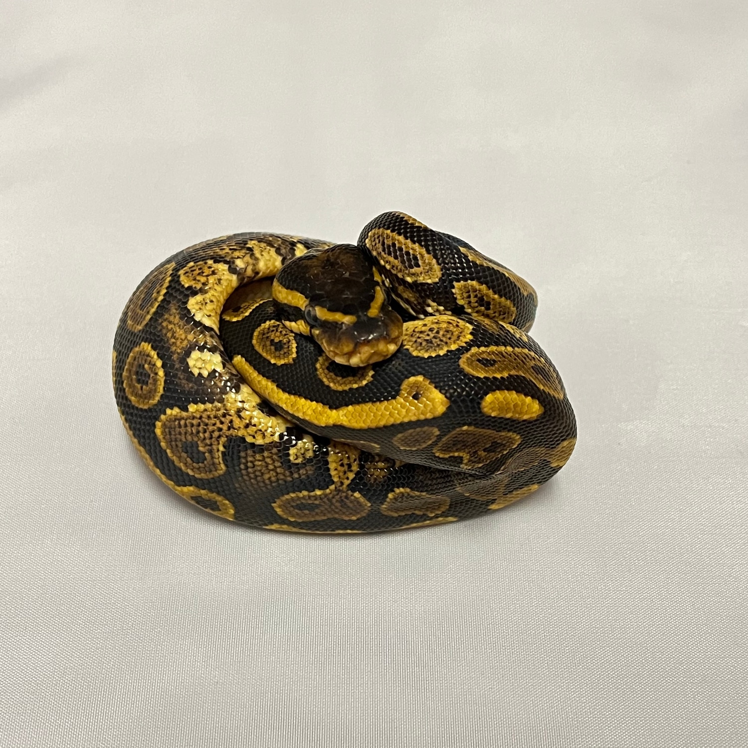 YB/gravel Ball Python by Muddywater Reptiles - MorphMarket