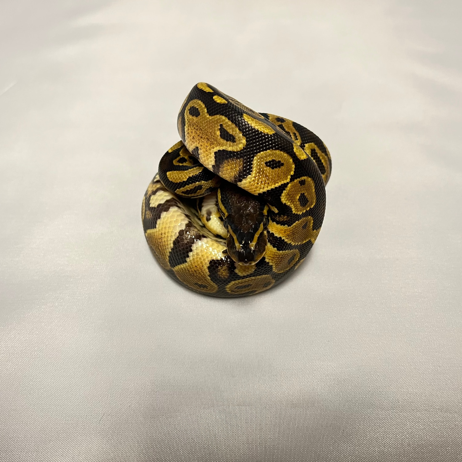 Trick Ball Python by Muddywater Reptiles - MorphMarket