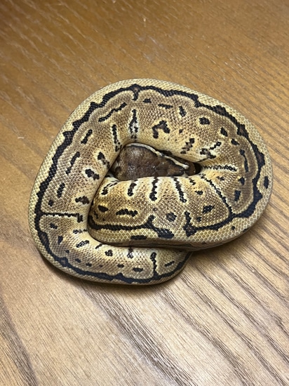 Trick Pinstripe Ball Python by Muddywater Reptiles