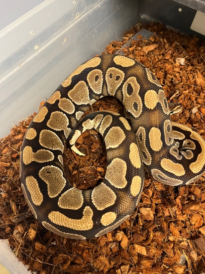 Honey Ball Python by Muddywater Reptiles