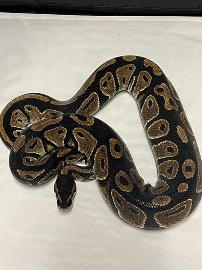 Black Head Ball Python by Muddywater Reptiles