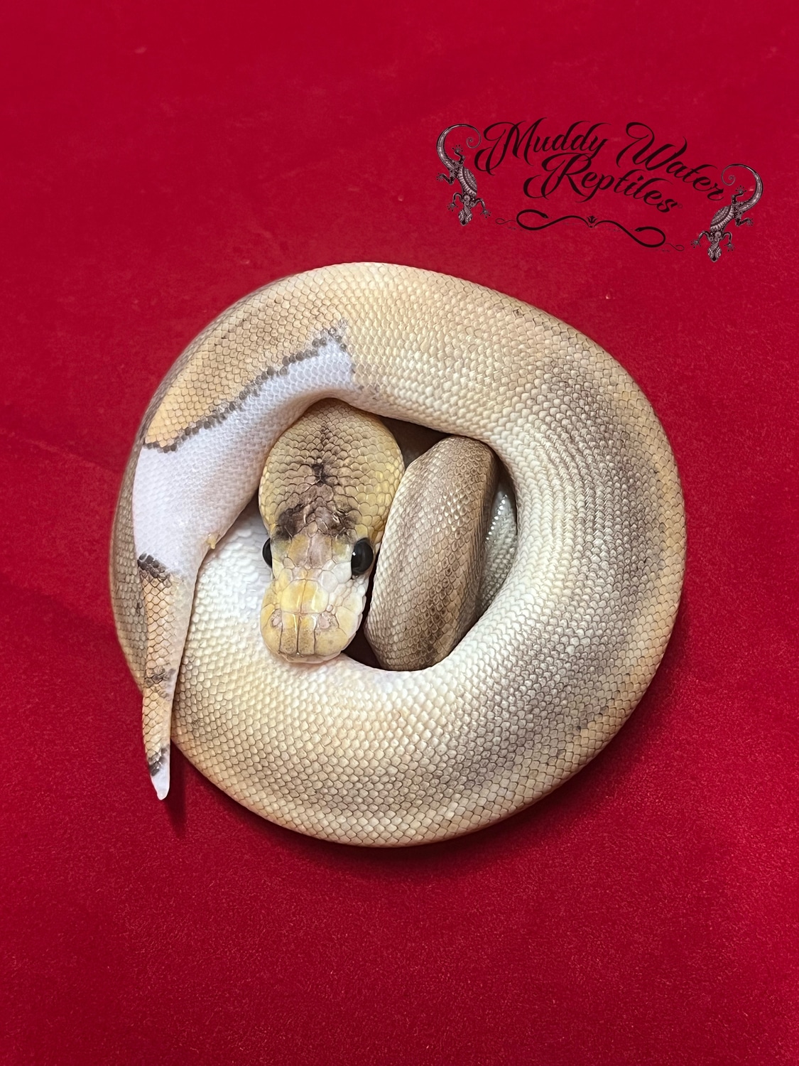 Champagne Cinnamon Ball Python by Muddywater Reptiles - MorphMarket
