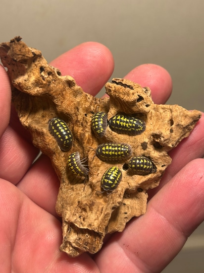 High Yellow Spotted 15 Ct Isopod by Muddywater Reptiles