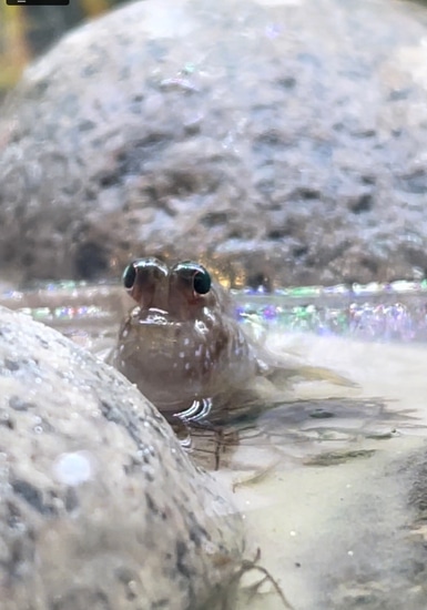 African Mudskipper Other Freshwater Fish by Kay’s exotic aquatics