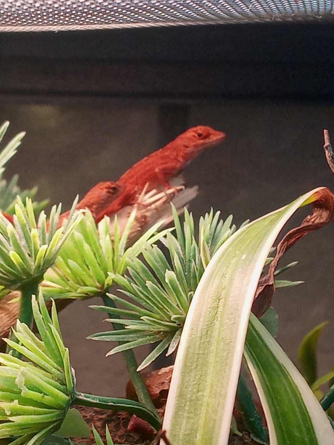 2022 Red Anole by MudtyreReptiles - MorphMarket