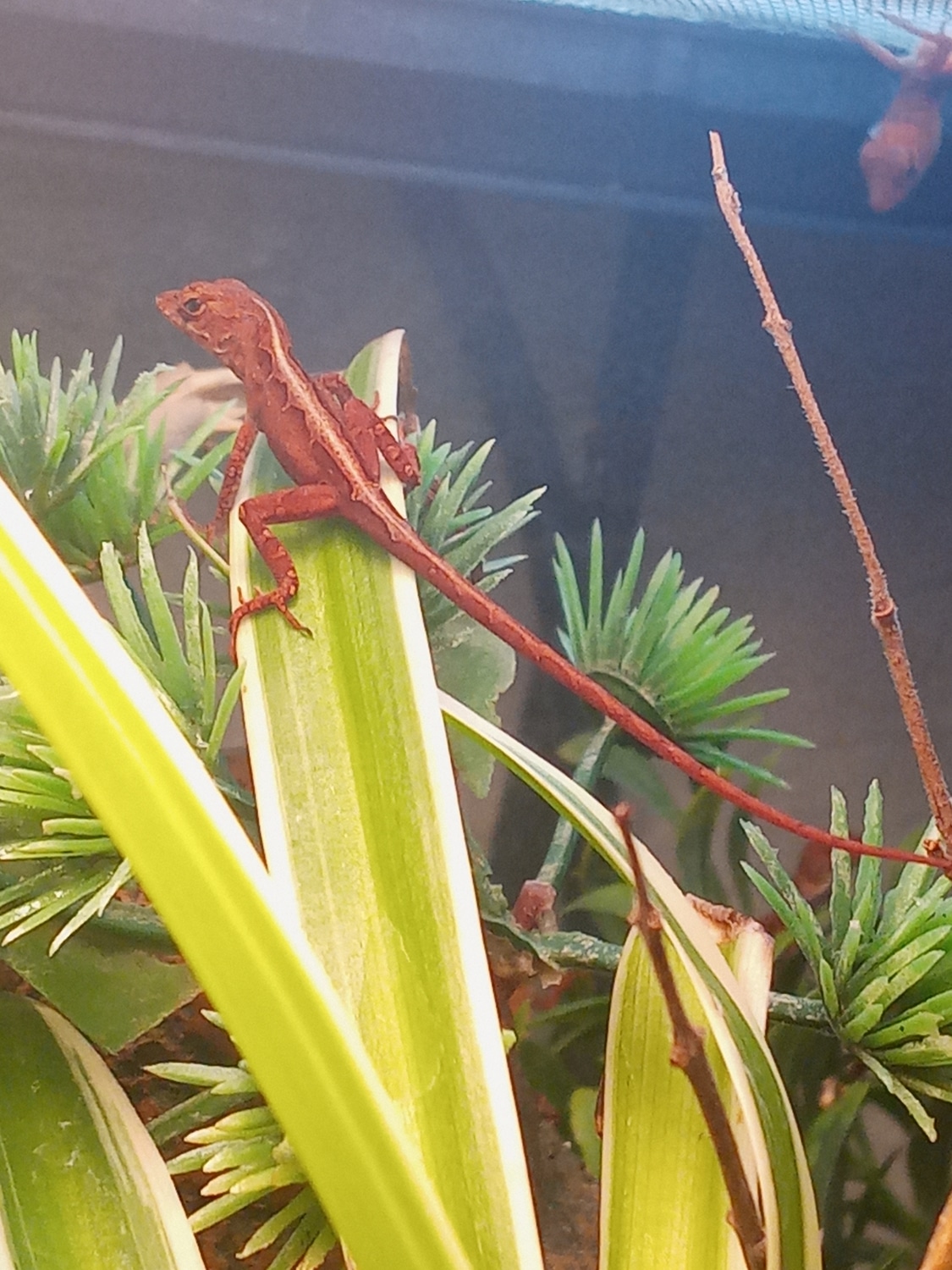 2022 Red Anole by MudtyreReptiles - MorphMarket