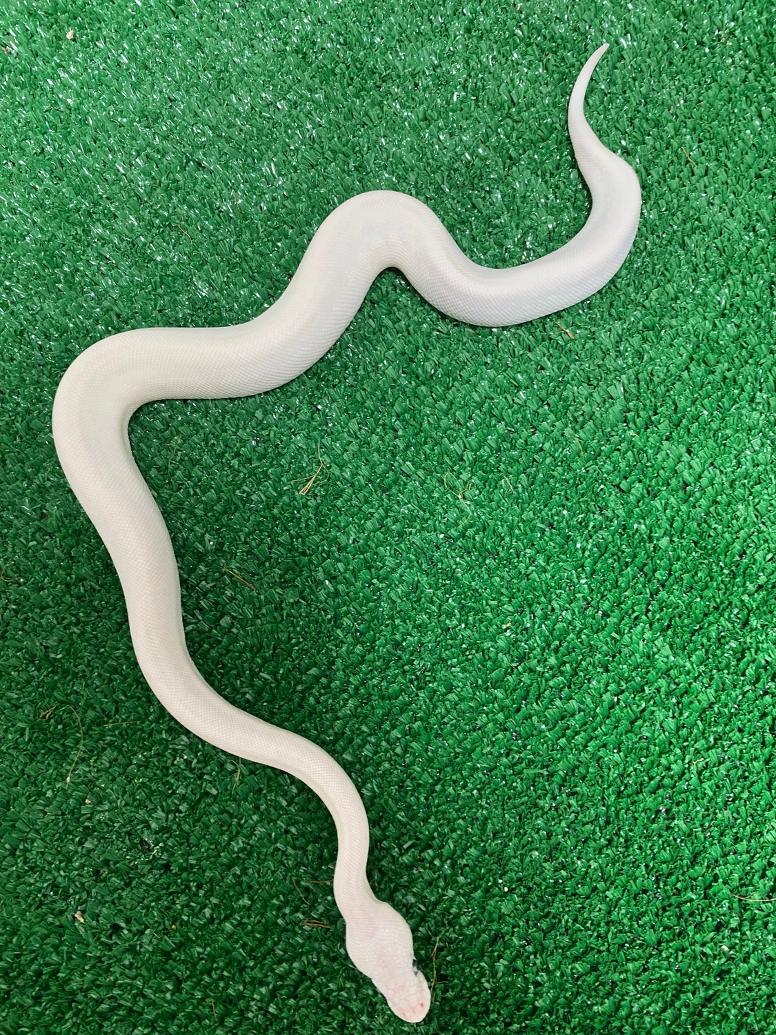 Blue-eyed Leucistic Bam/Les Ball Python by Mumba's Serpents - MorphMarket