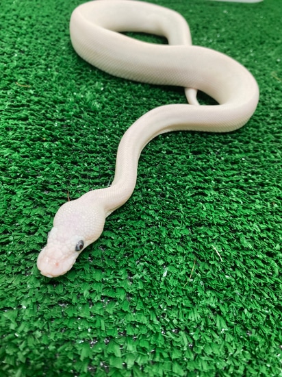 Blue-Eyed Leucistic (Bam/Les) Ball Python by Mumba's Serpents