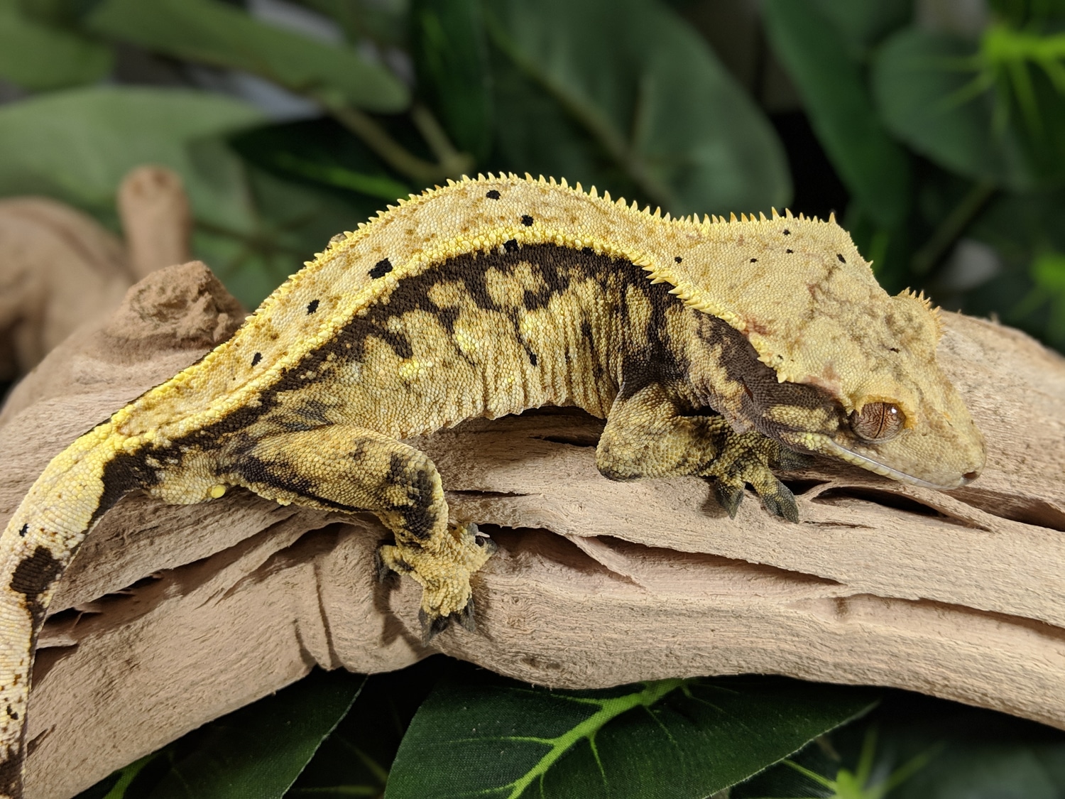 Harley Pinstripe Crested Gecko by Mundy's Monsters - MorphMarket