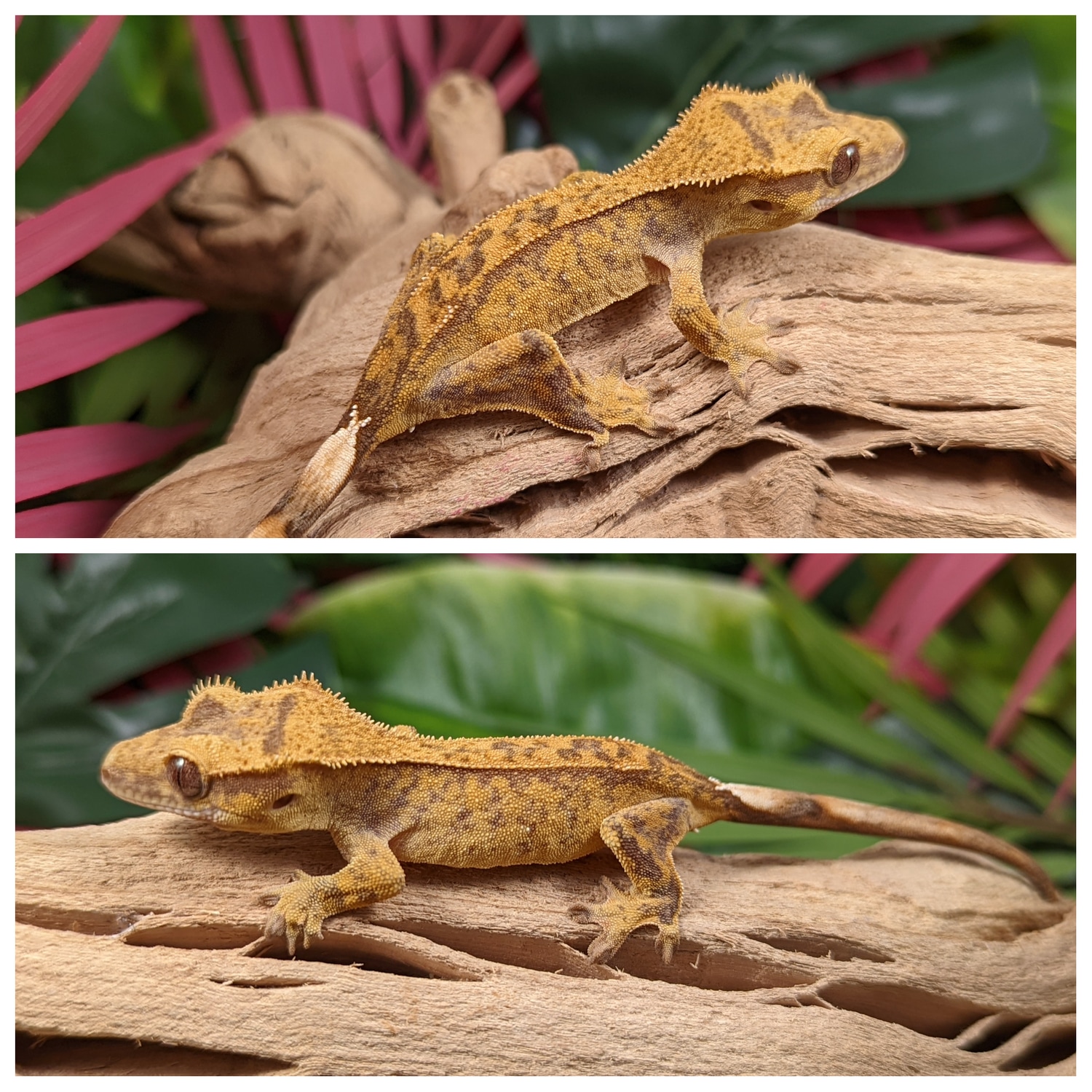 Funky Tiger Brindle Phantom Pinstripe Crested Gecko by Mundy's Monsters ...