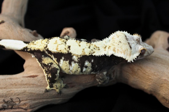 Fallout Crested Gecko by Griffin & Mundy's