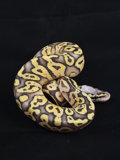 Super Pastel Fire/Vanilla Ball Python by MurderMittenMorphs