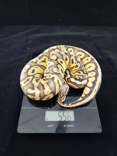 Superfly (Free Shipping) Ball Python by MurderMittenMorphs