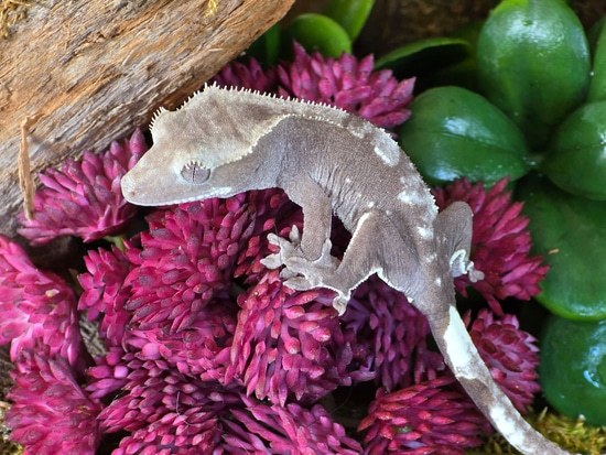 Visual Axanthic Crested Gecko by Murderous Morphs