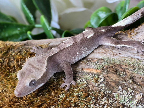 Visual Axanthic Crested Gecko by Murderous Morphs