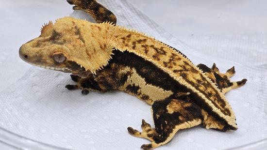The Crowned Jewel 😍 Crested Gecko by Murderous Morphs
