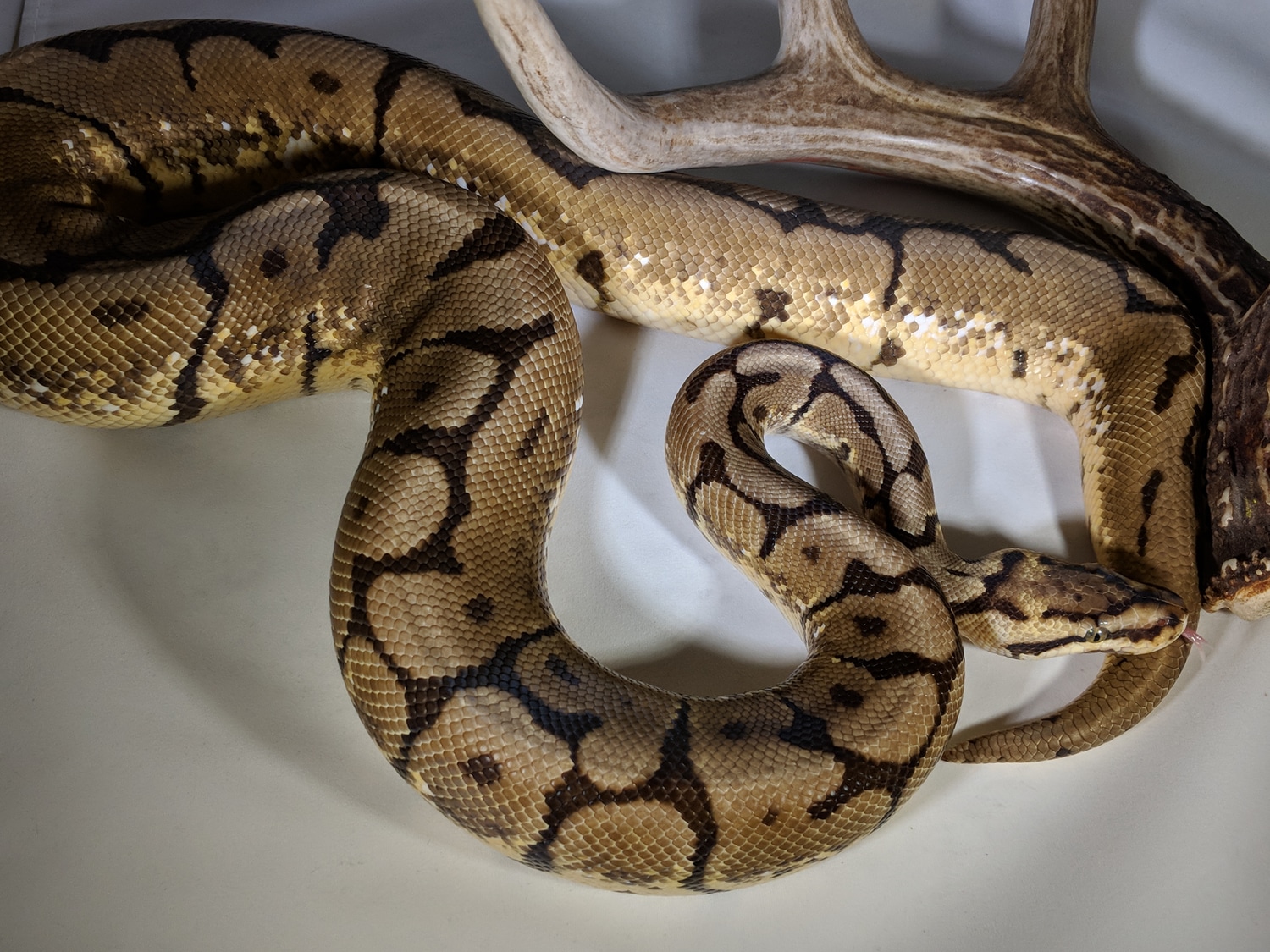 Bumble Bee Het Pied Ball Python by Murphy Family Reptiles - MorphMarket