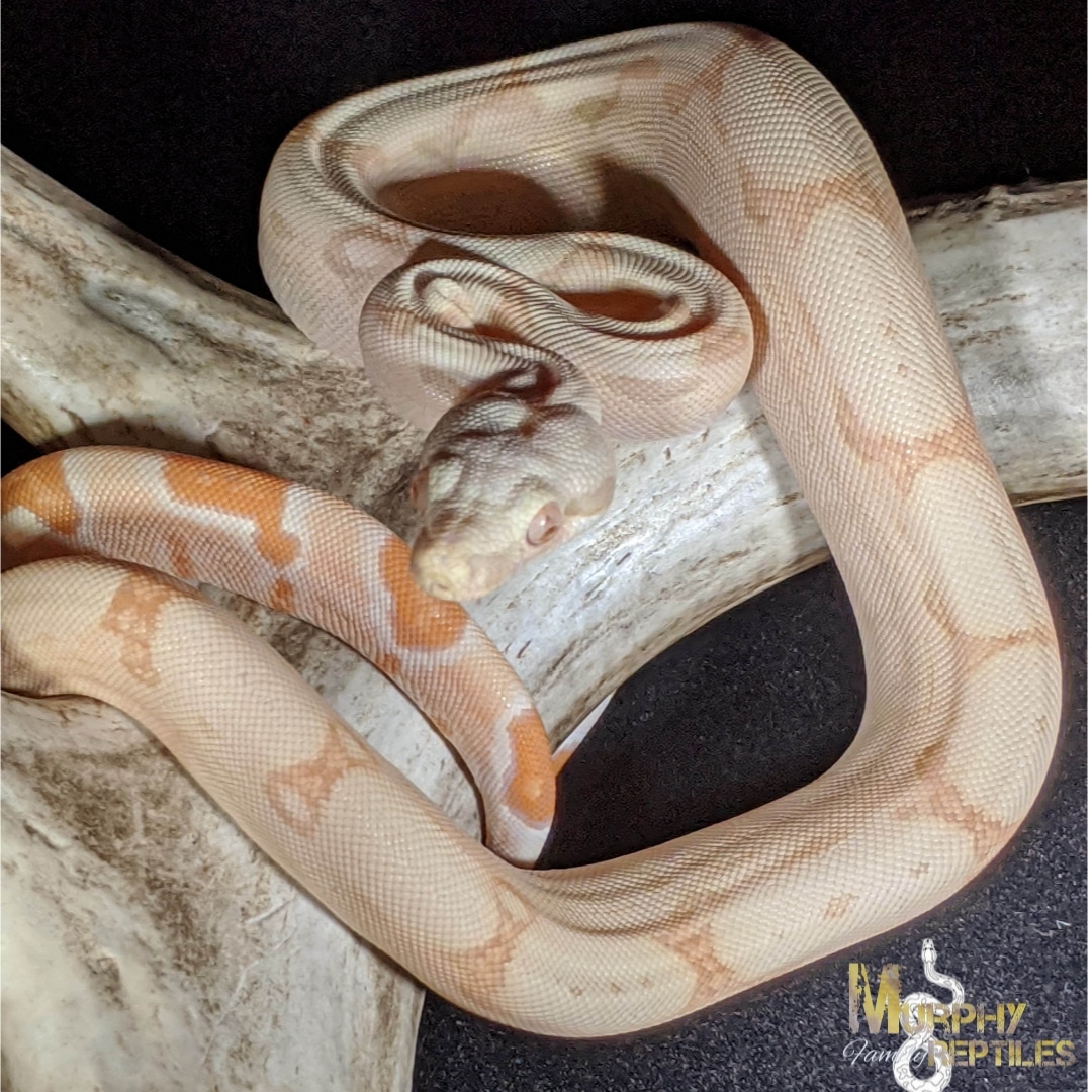 Poss. Super Sunglow 100% Het. Anery Boa Constrictor by Murphy Family ...
