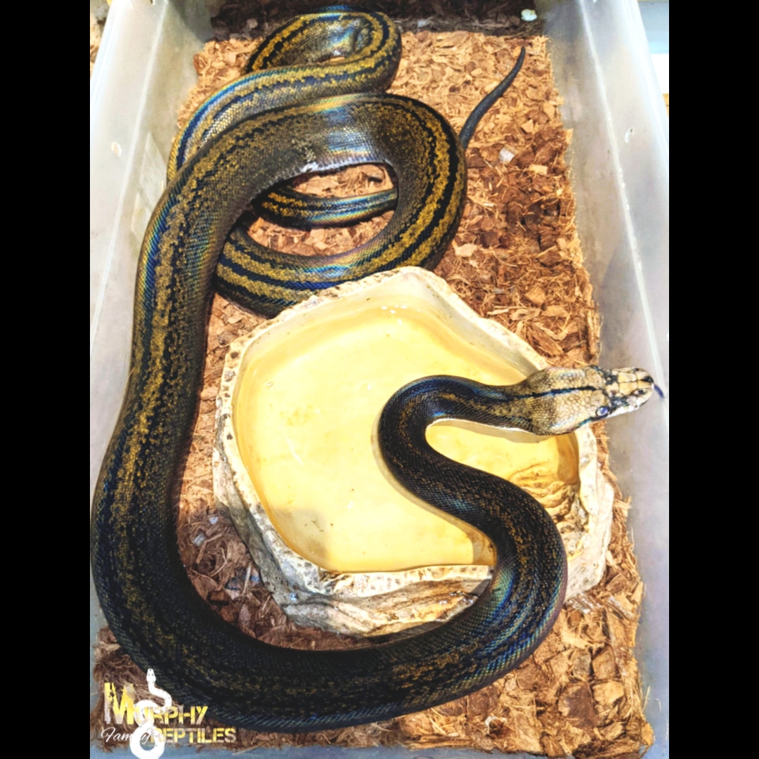 Goldenchild Tiger Reticulated Python by Murphy Family Reptiles ...