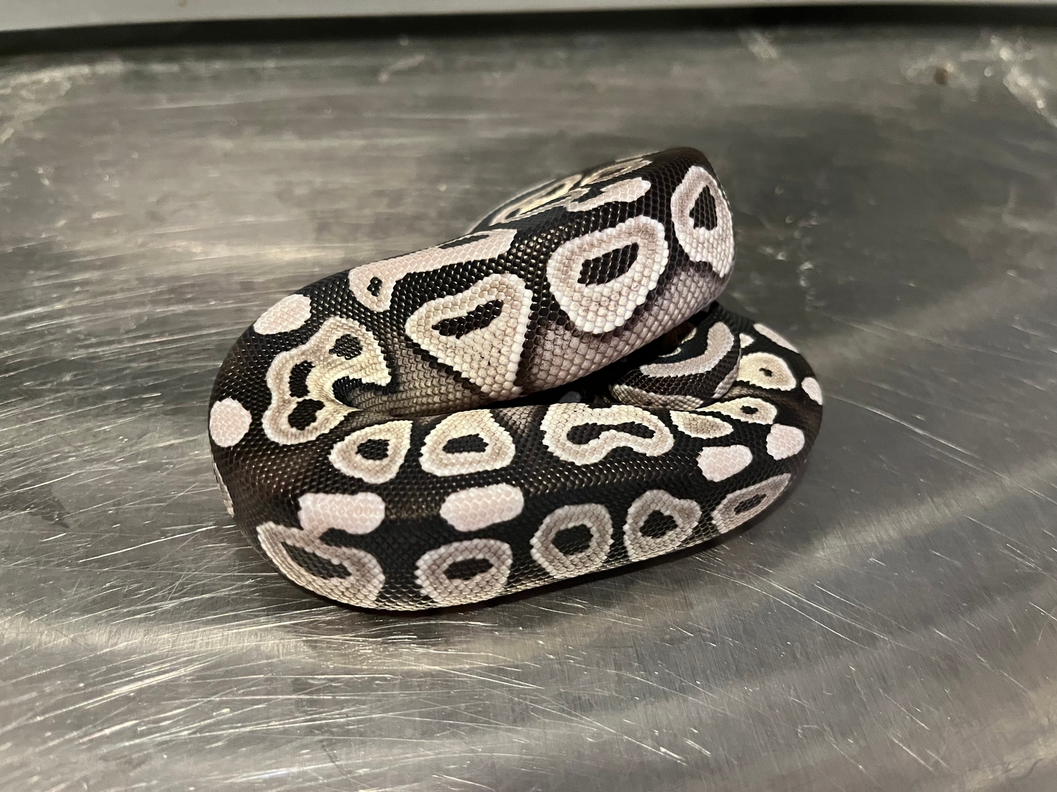 Axanthic Vpi Mojave Ball Python by L&A morphs - MorphMarket