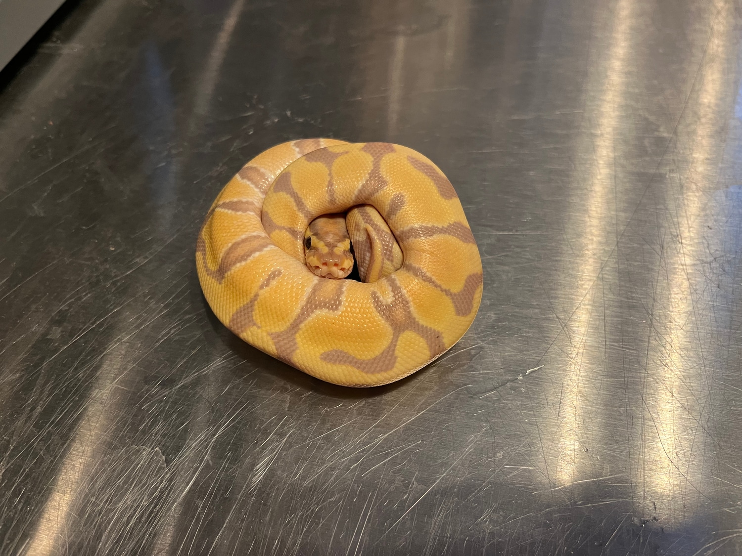 Banana Enchi 100% Het Clown Ball Python by L&A morphs - MorphMarket