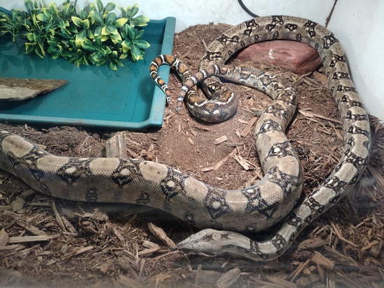 Tarahumara Mountain Dwarf Boa - Pair More Boa by Murray Reptile