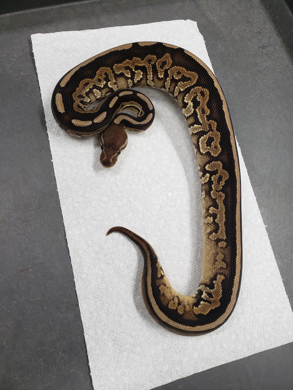 Cinnamon Het Pied Ball Python by Muscle Mike's Serpents - MorphMarket