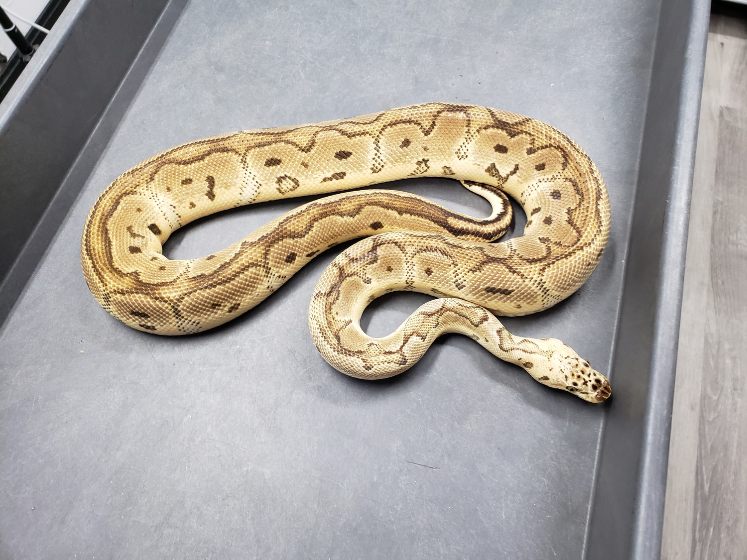 Pastel Clown Ball Python by Muscle Mike's Serpents - MorphMarket