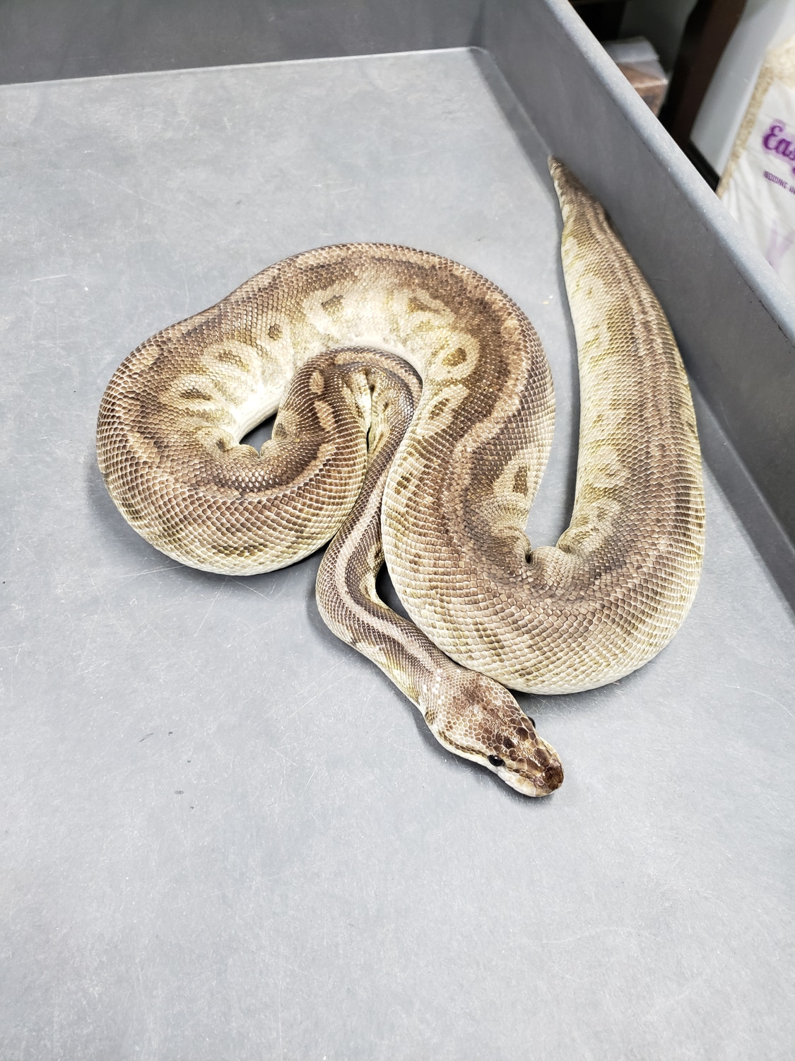 Super Pastel Cinnamon Ball Python by Muscle Mike's Serpents - MorphMarket