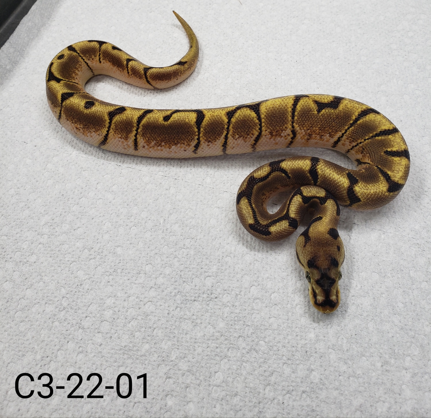 Enchi Spider Ball Python by Muscle Mike's Serpents - MorphMarket